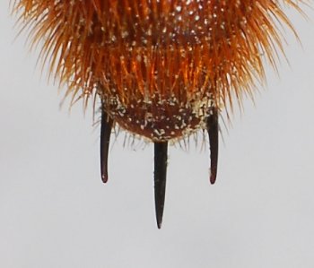 Family Scoliidae – ENT 425 – General Entomology