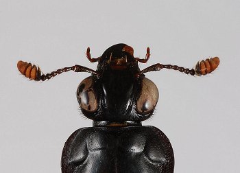 Family Silphidae – ENT 425 – General Entomology