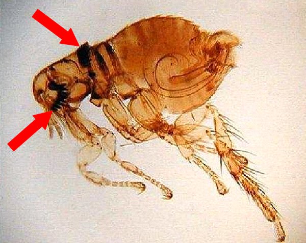 Order Siphonaptera – ENT 425 – General Entomology