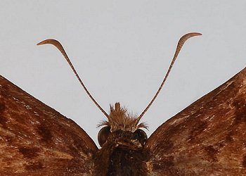 Family Hesperiidae – ENT 425 – General Entomology