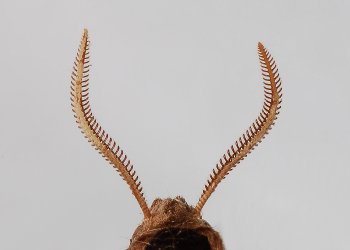 Family Sphingidae – ENT 425 – General Entomology