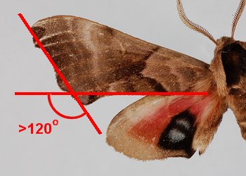 Family Sphingidae – ENT 425 – General Entomology