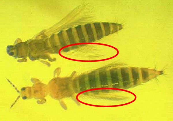 Order Thysanoptera – ENT 425 – General Entomology