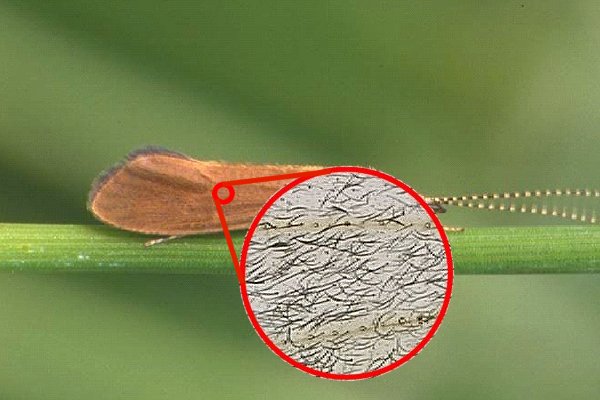 Order Trichoptera – ENT 425 – General Entomology