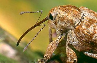 Family Curculionidae – ENT 425 – General Entomology