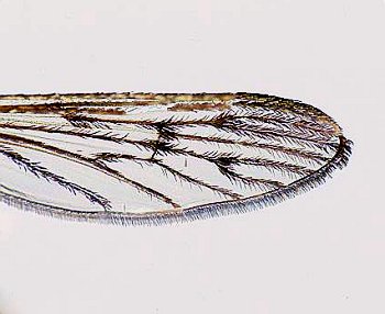 Family Culicidae – ENT 425 – General Entomology