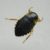 Family Naucoridae – ENT 425 – General Entomology