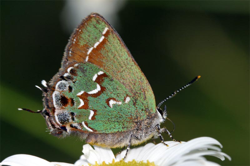 Family Lycaenidae – ENT 425 – General Entomology
