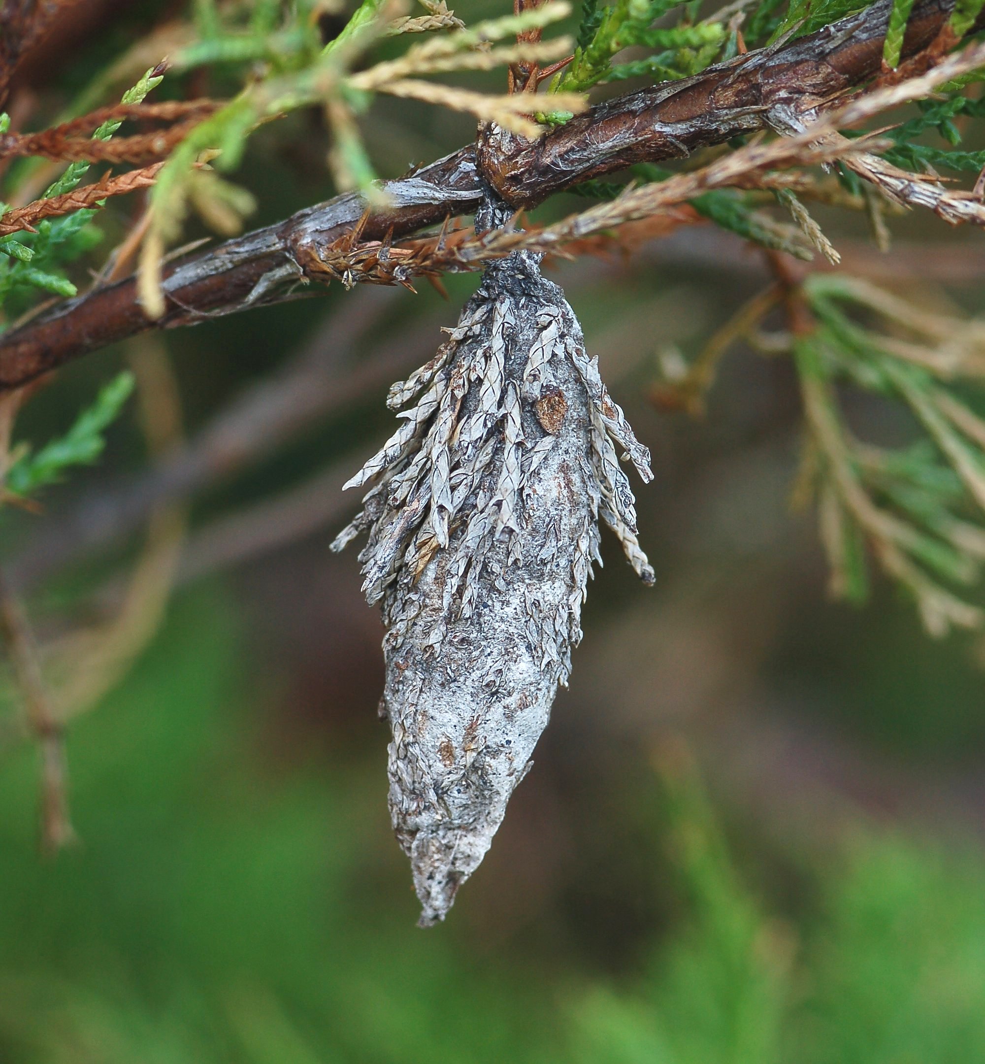 Family Psychidae – ENT 425 – General Entomology