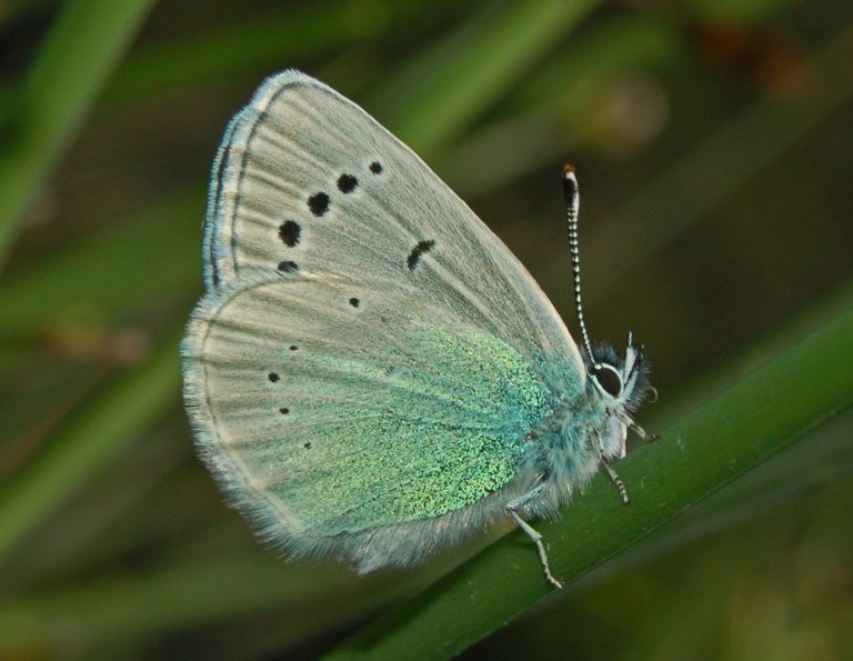 Family Lycaenidae – ENT 425 – General Entomology