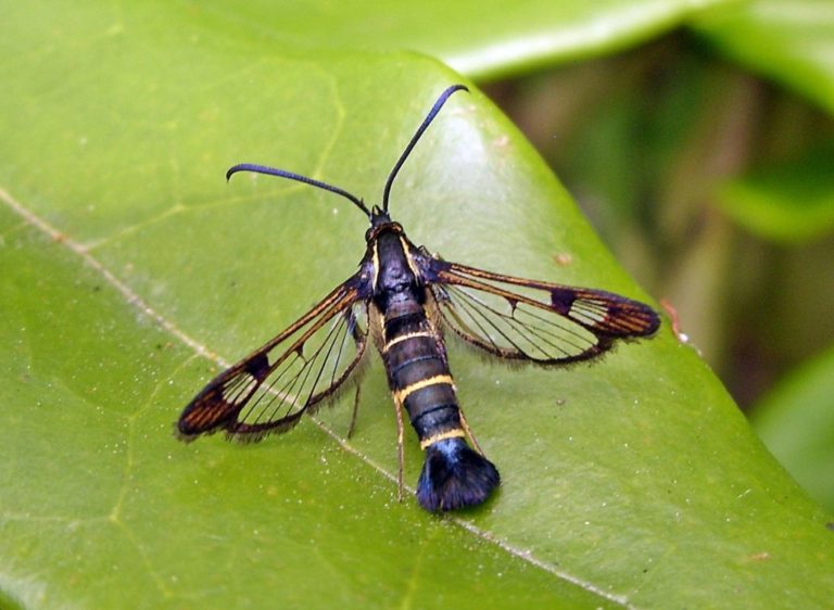 Family Sesiidae – ENT 425 – General Entomology