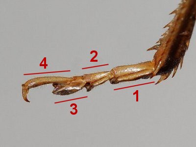 Family Tettigoniidae – ENT 425 – General Entomology