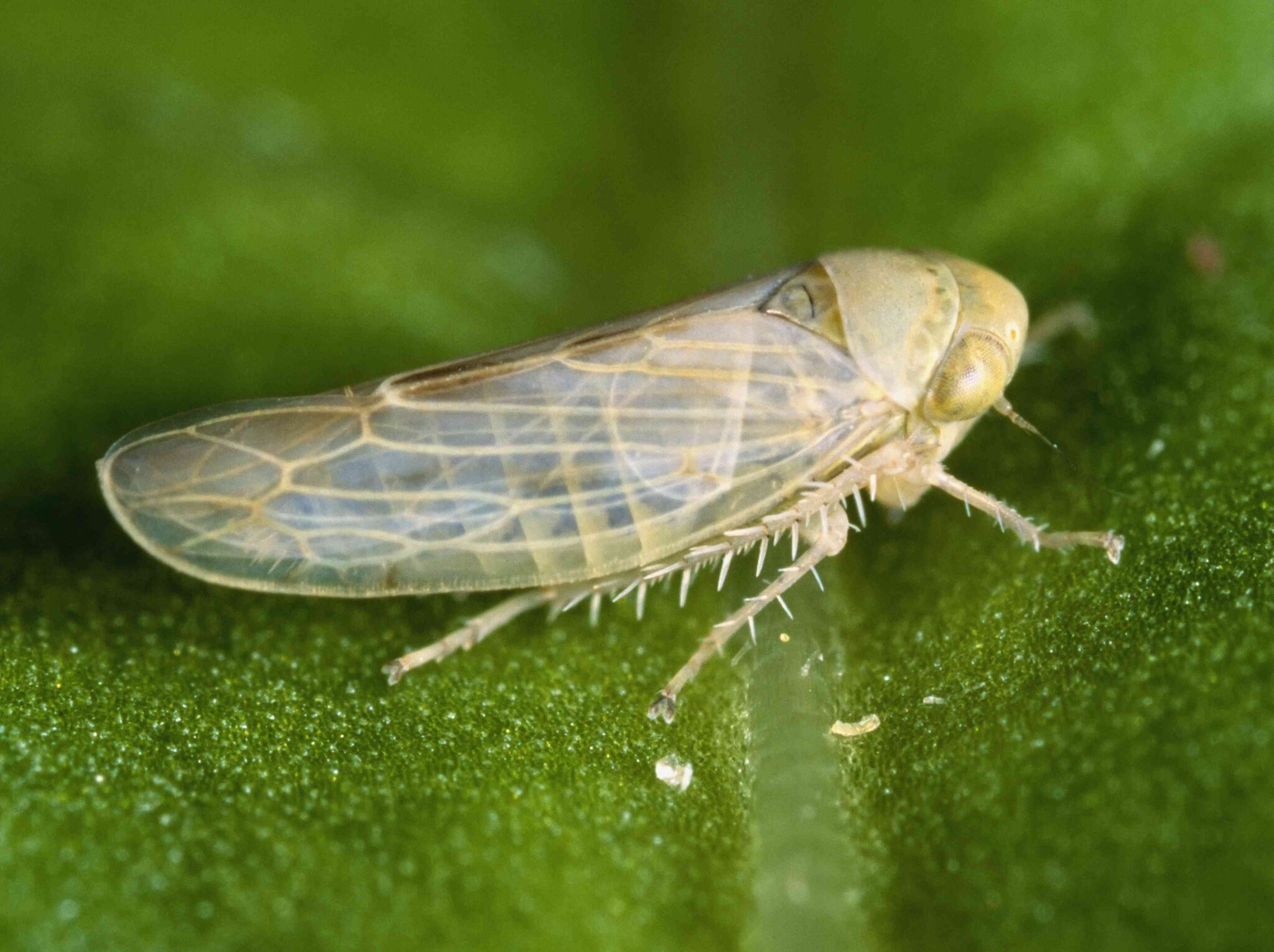 Family Cicadellidae – ENT 425 – General Entomology