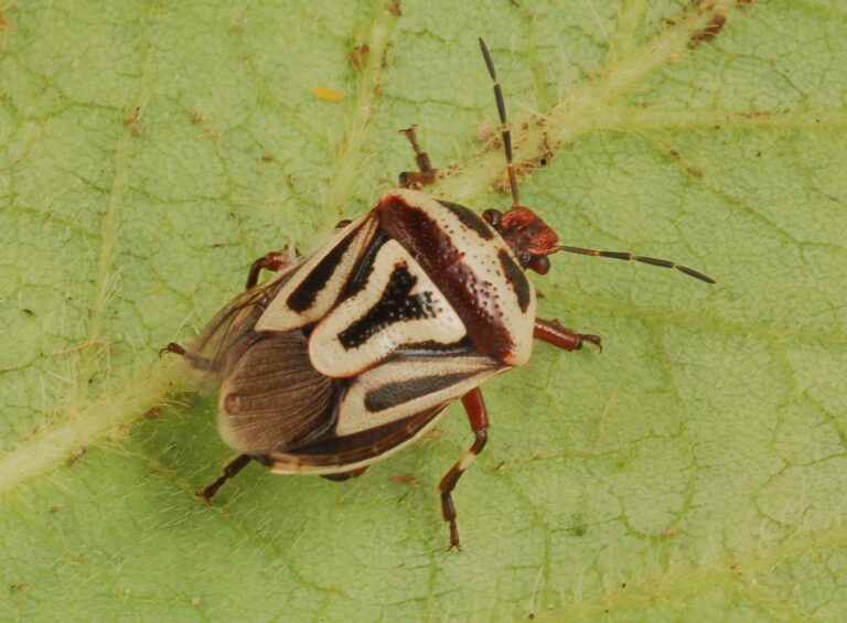 Family Pentatomidae – ENT 425 – General Entomology